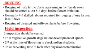 8510 hsp safflower.pptx