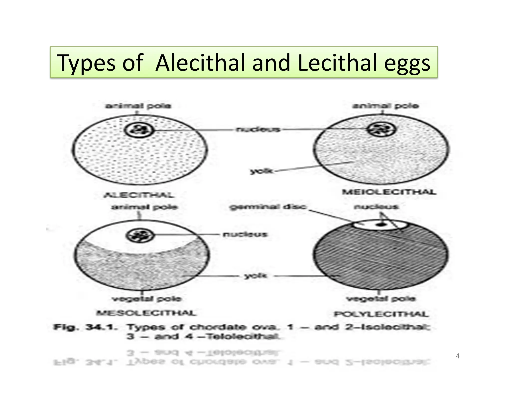 Types of Eggs for zoology students and similar courses | PPT