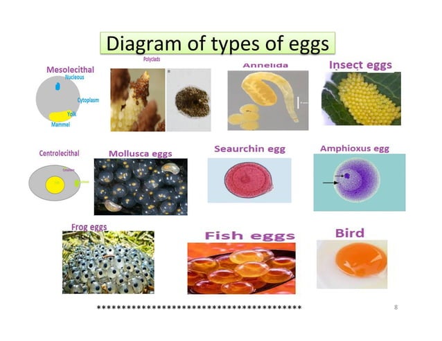Types of Eggs for zoology students and similar courses | PPT