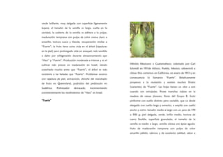 fisiologia del cultivo de palto | PDF