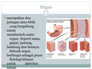855182119-PPT-ANATOMI-FISIOLOGI-KB-1 (1).pptx