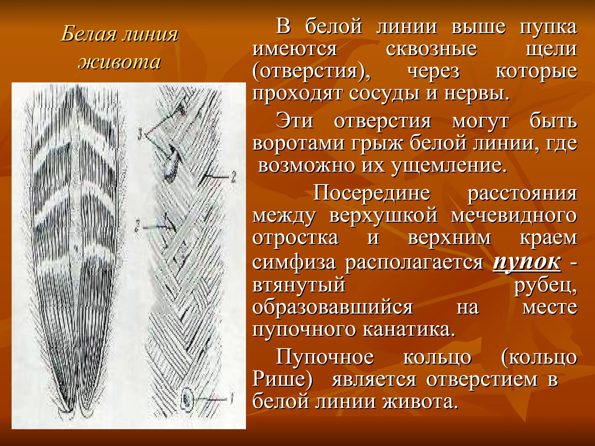 topanat - abdominable lecture on hernia and femoral ring | PPT