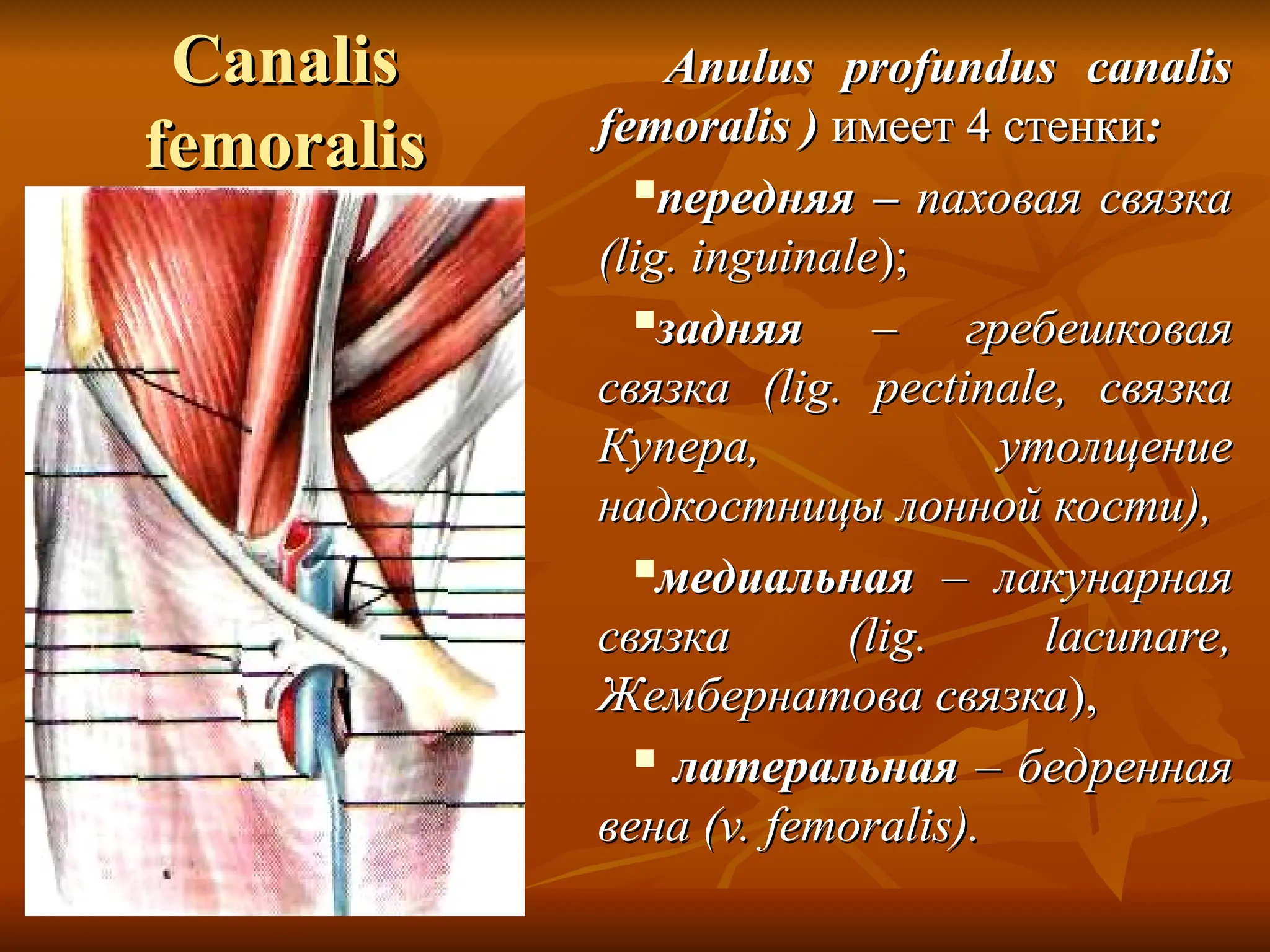 topanat - abdominable lecture on hernia and femoral ring | PPT