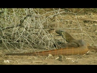 857 senegal-animals | PPT