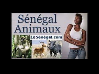 857 senegal-animals | PPT