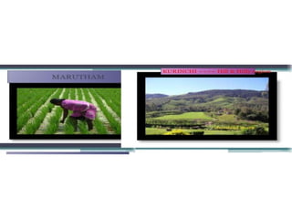 8 5 Ancient tamilakam social science .pptx