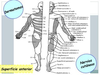 Tabla De Miotomas Y Dermatomas