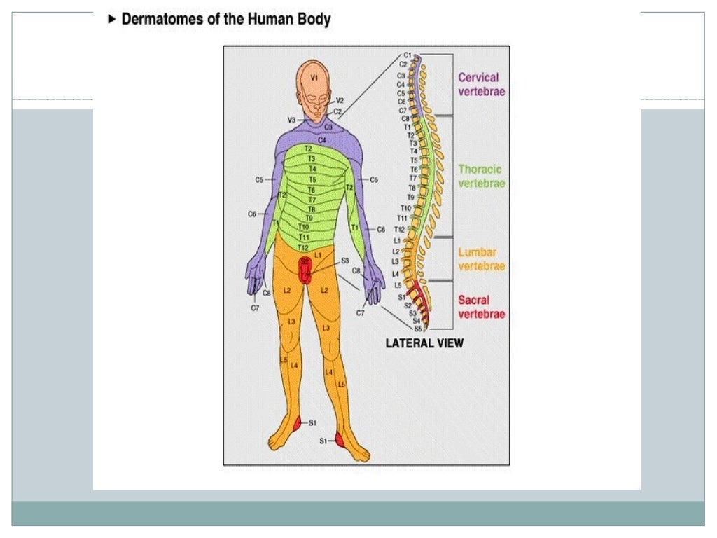 Dermatomas y miotomas
