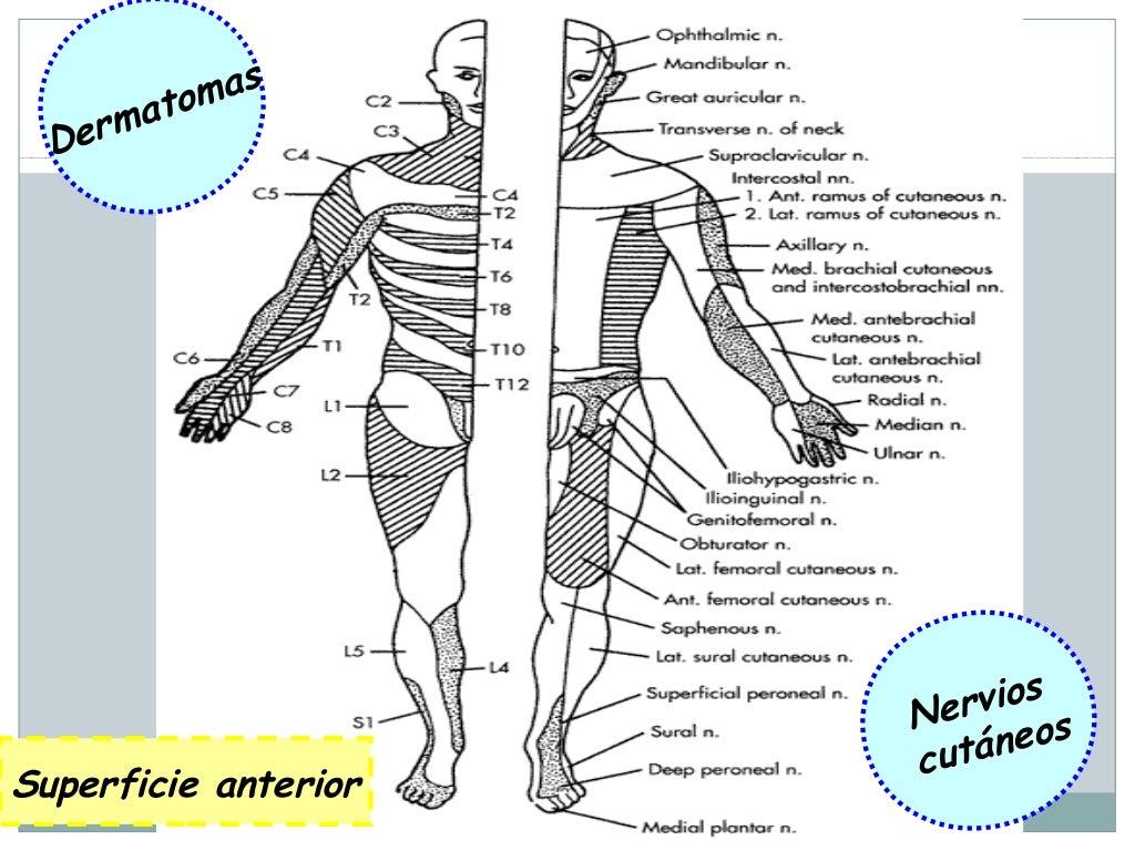 Dermatomas y miotomas