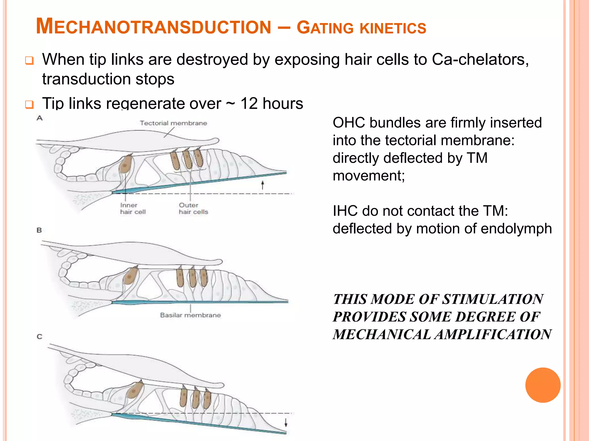 SOUND TRANSDUCTION | PPTX