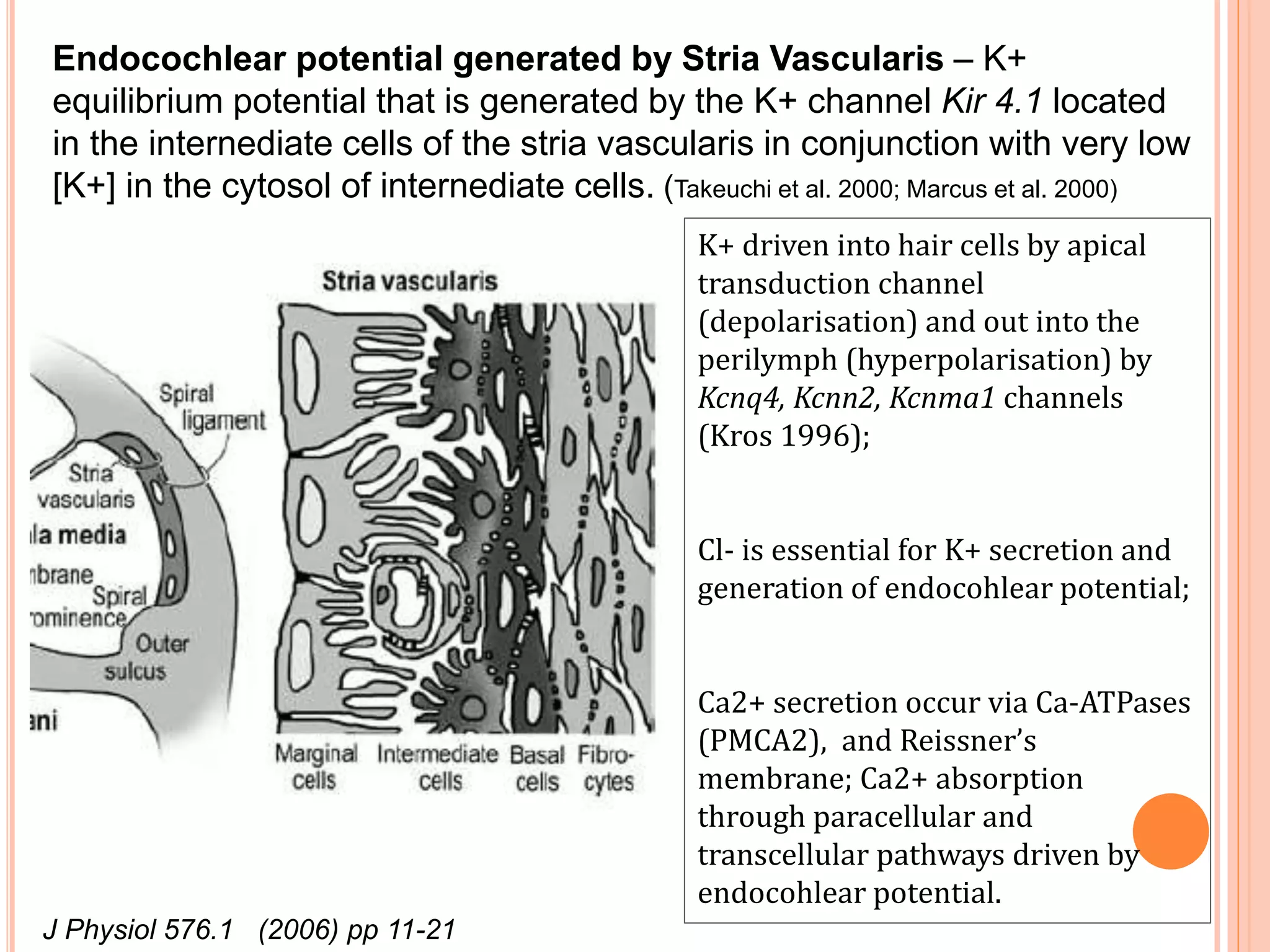 SOUND TRANSDUCTION | PPTX
