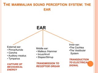 SOUND TRANSDUCTION | PPTX