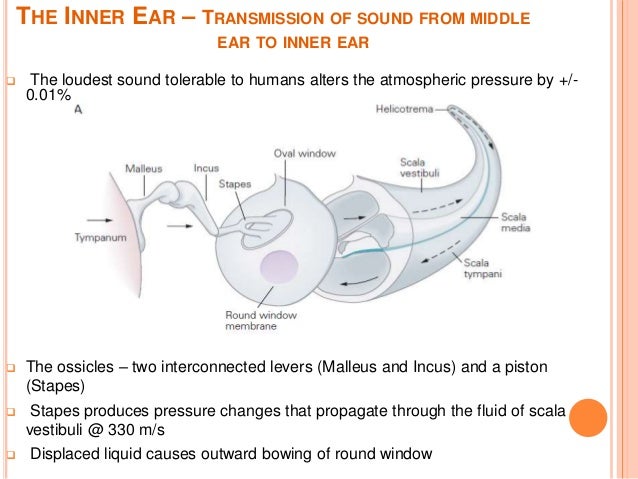 SOUND TRANSDUCTION