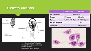 parasitos flagelados y cilados de cavidades | PPTX
