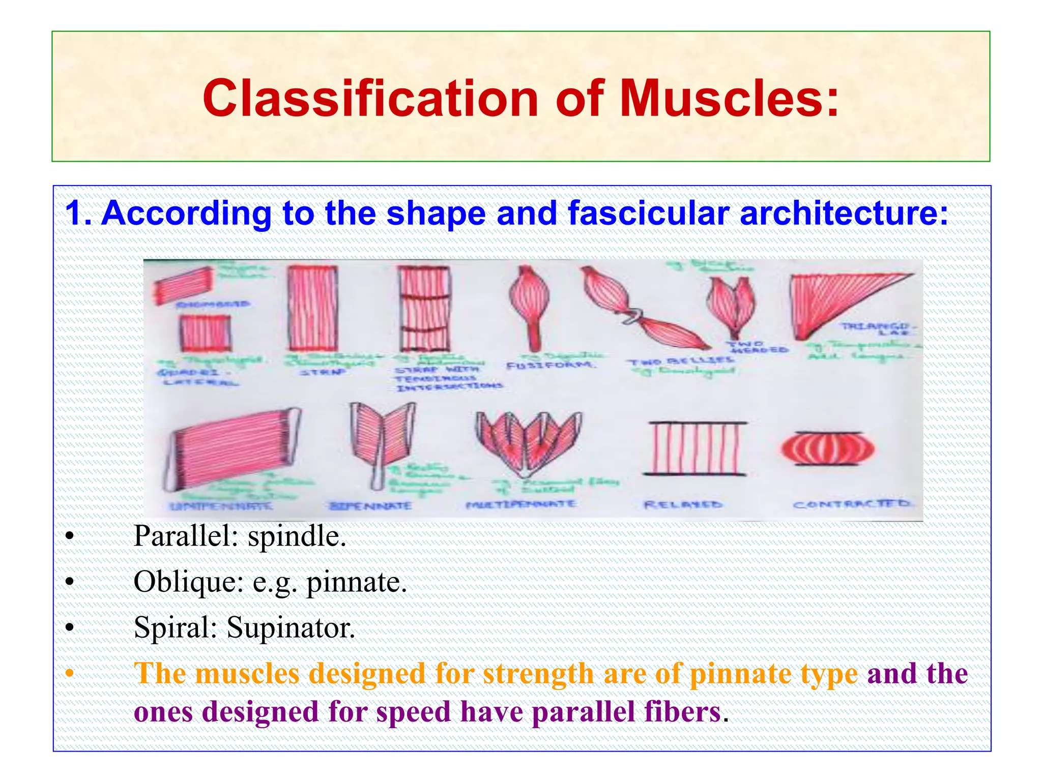 86960_MUSCLE.PPT