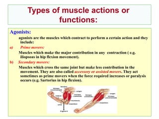 86960_MUSCLE.PPT