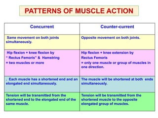 86960_MUSCLE.PPT