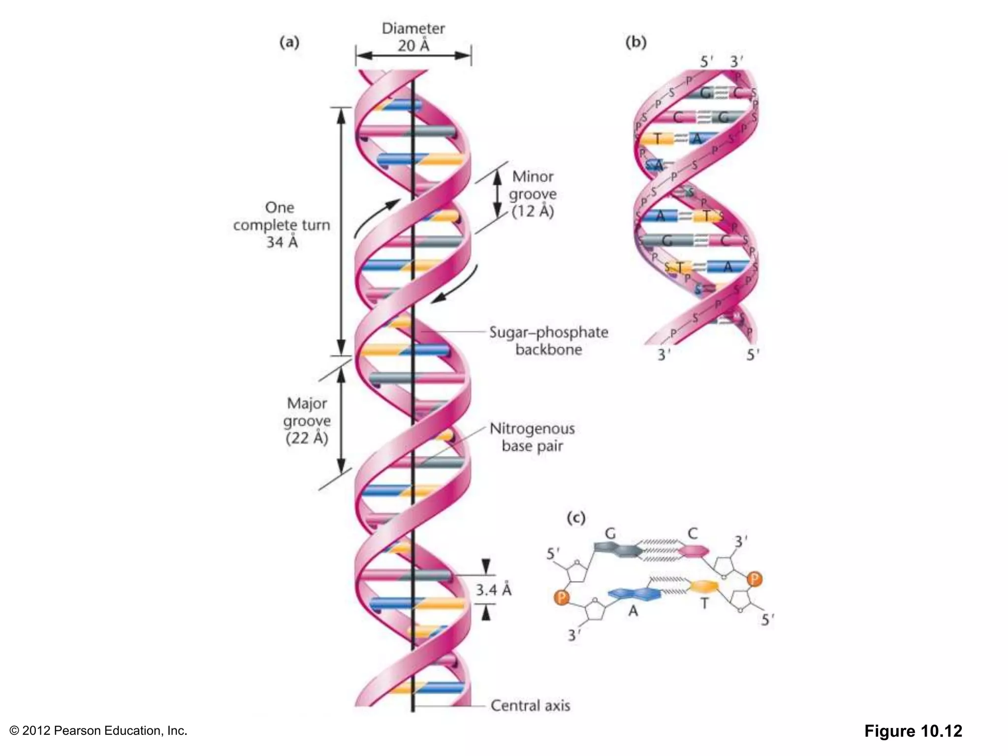 DNA structure.ppt