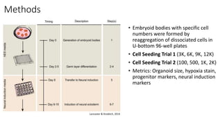 ChenLab_Rotation_Presentation | PPTX | Brain and Nervous System ...