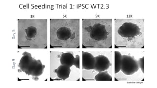 ChenLab_Rotation_Presentation | PPTX