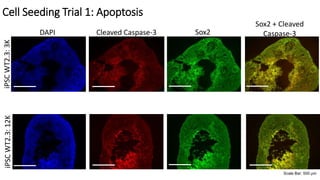 ChenLab_Rotation_Presentation | PPTX