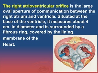 Right Atrioventricular Orifice