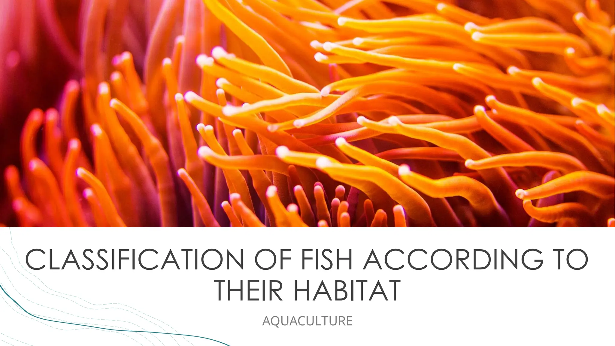 876622368-6-Classification-of-Fish-According-to-Their-Habitat.pptx
