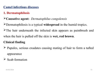 876786311-Major-Diseases-of-Ruminants-Poultry-and-Swine-L-4-Autosaved-1 ...