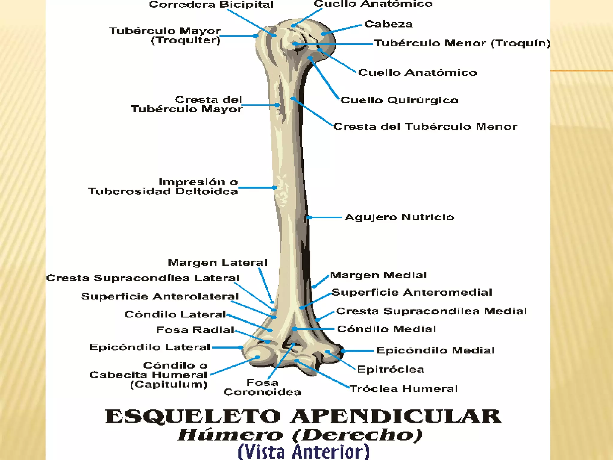 Anatomía Del Hueso Húmero Amazon.com: Skeletons And More Huesos De