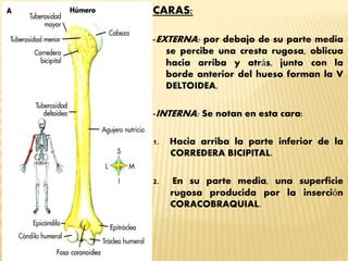 Anatomía del Húmero | PPTX