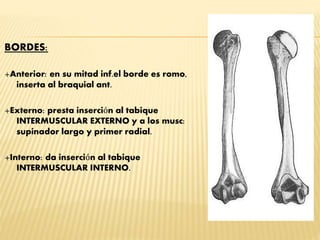Anatomía del Húmero | PPTX