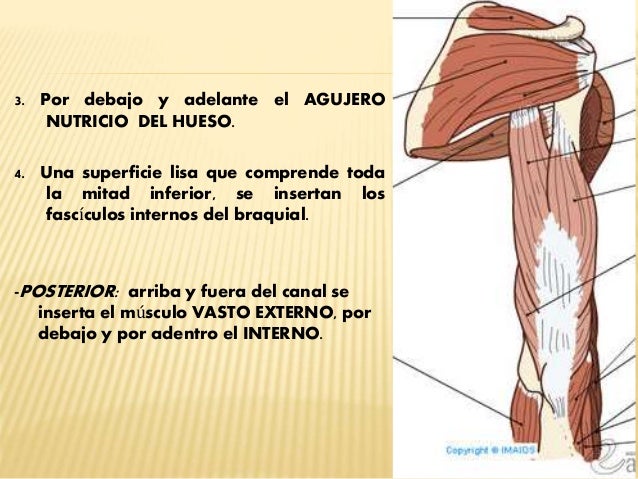 Anatomía del Húmero