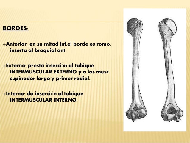 Anatomía del Húmero