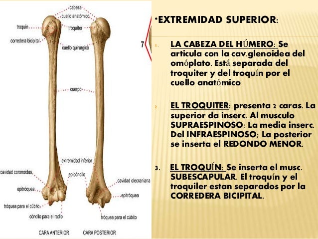 Anatomía del Húmero