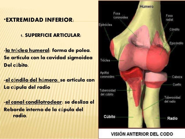 Anatomía del Húmero