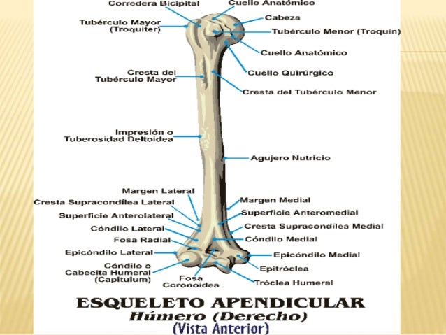 Anatomía del Húmero