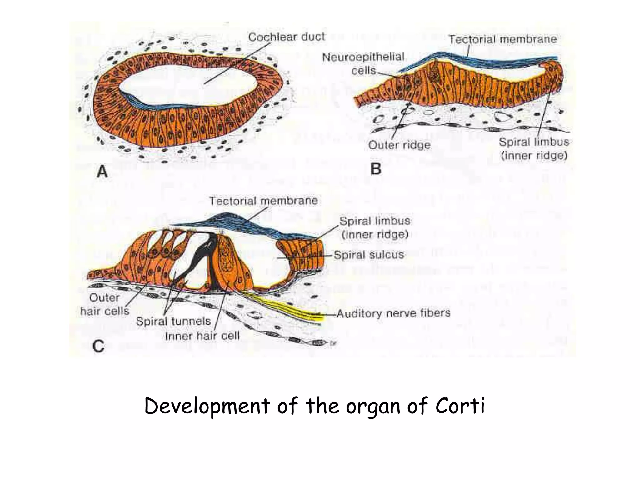 Ear development | PPT