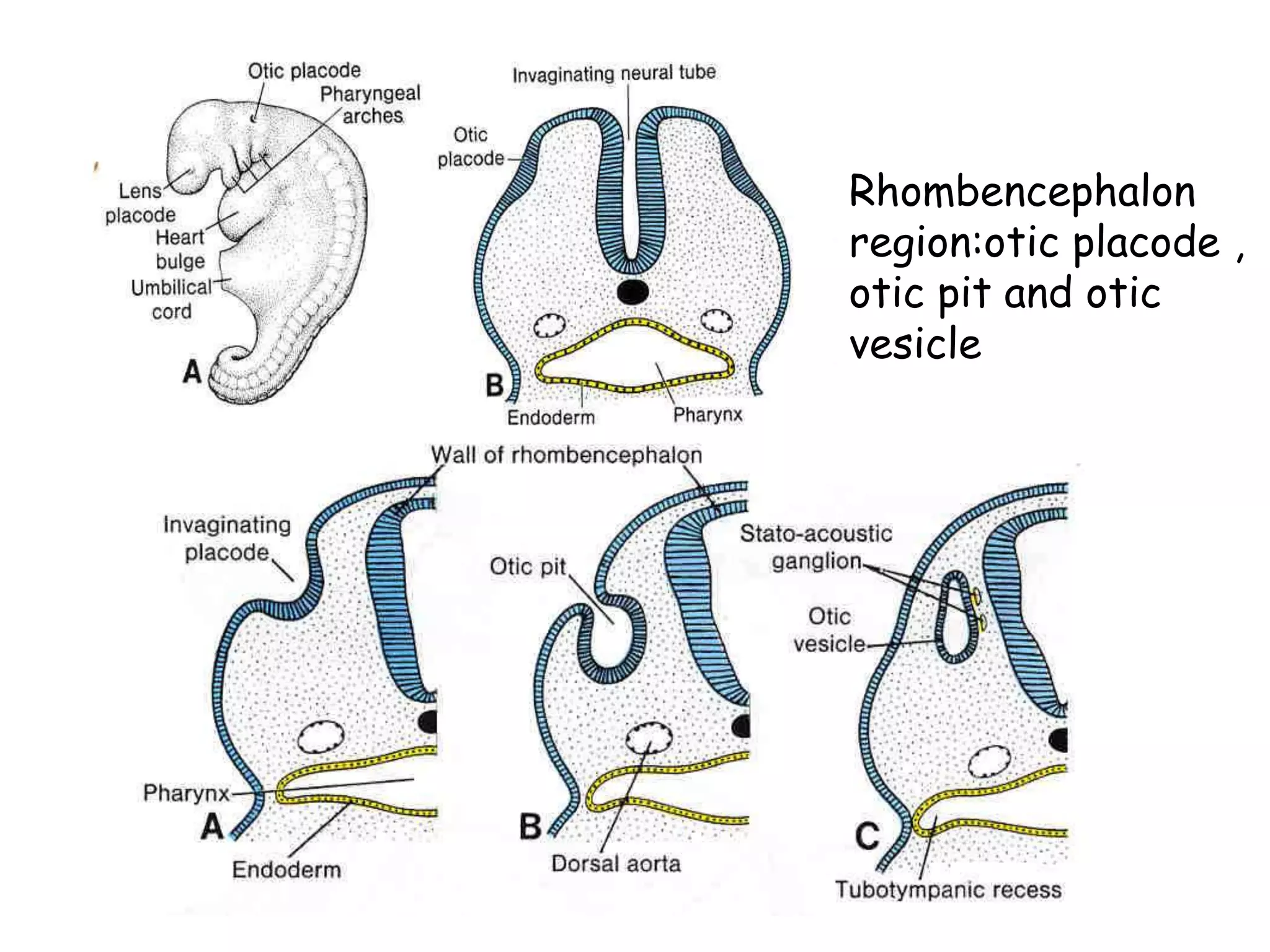 Ear development | PPT