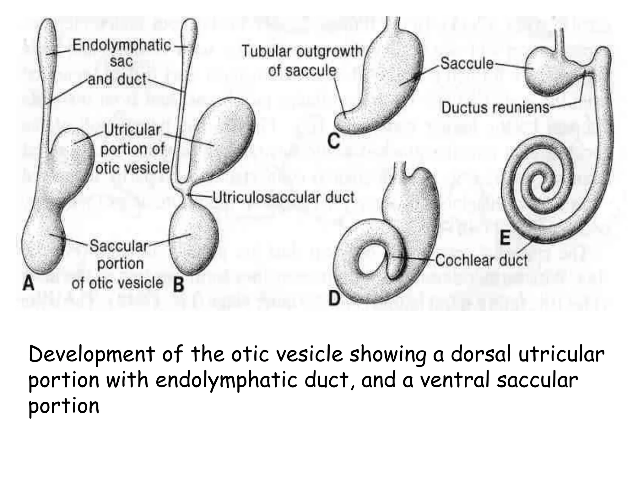 Ear development | PPT