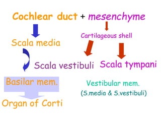 Ear development | PPT
