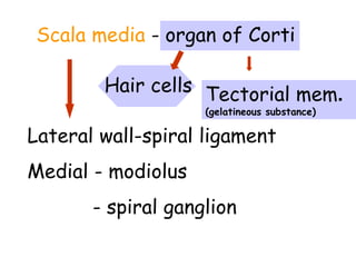 Ear development | PPT