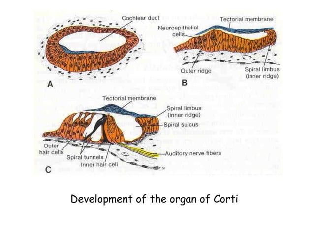 Ear development | PPT