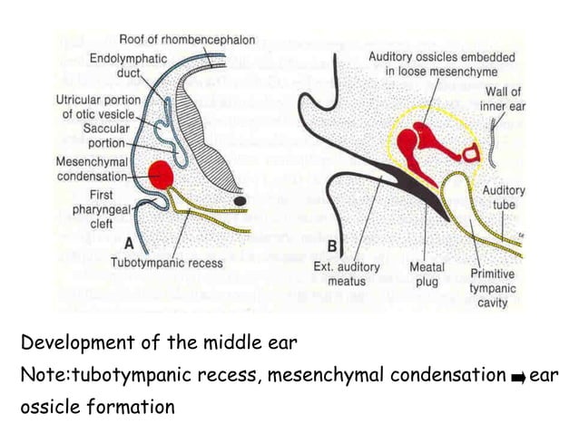 Ear development | PPT