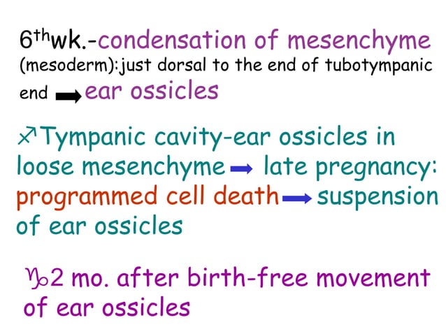 Ear development | PPT