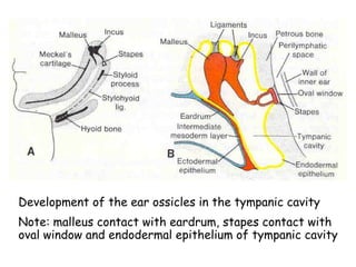 Ear development | PPT