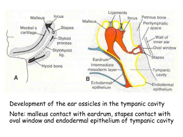 Ear development | PPT