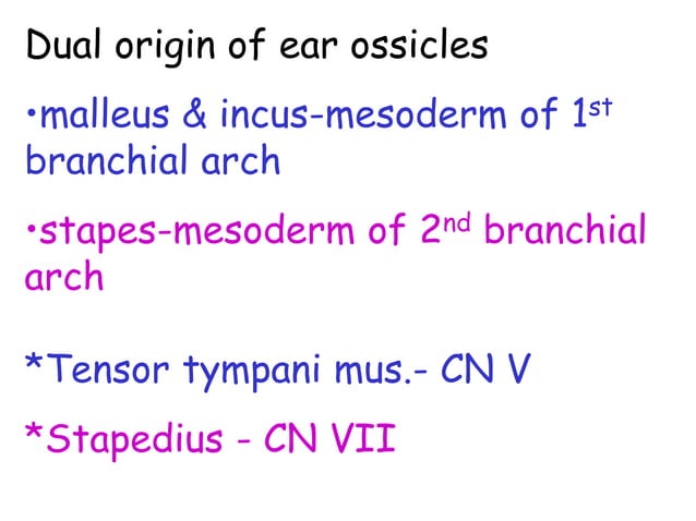 Ear development | PPT