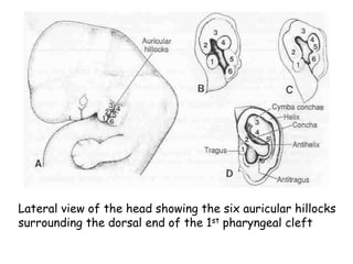 Ear development | PPT