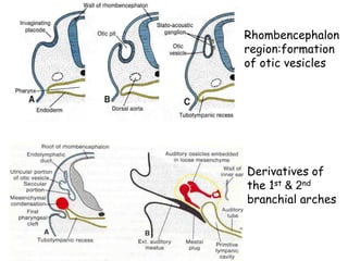 Ear development | PPT