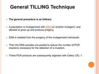TILLING of cotton and BIOINFORMATICS | PPTX